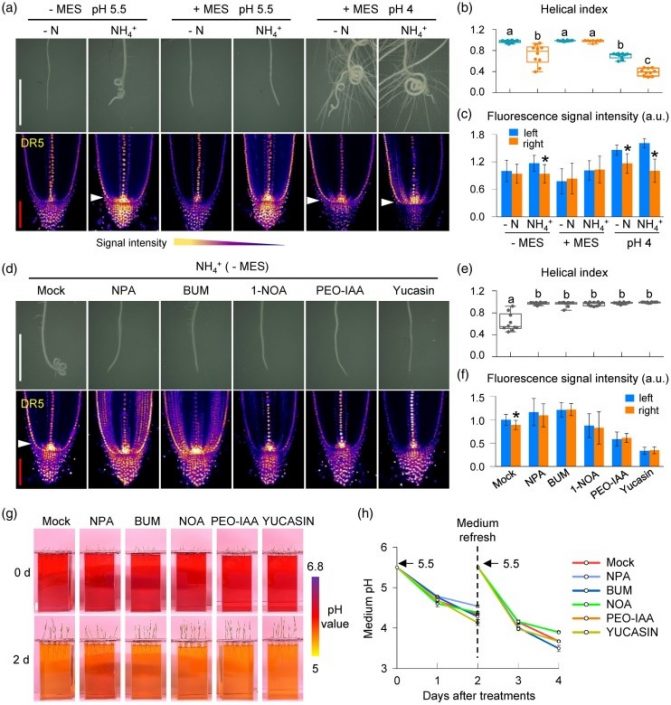 Spiral down: Rice plants adopt helical root growth under ammonium ...
