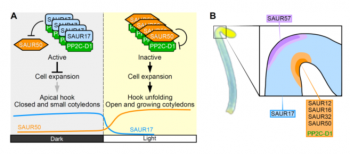 SAURs protein antagonistically regulate a phosphatase activity during ...