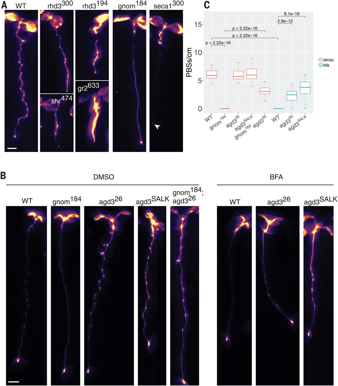 Plant Science Research Weekly: December 4, 2020 | Plantae