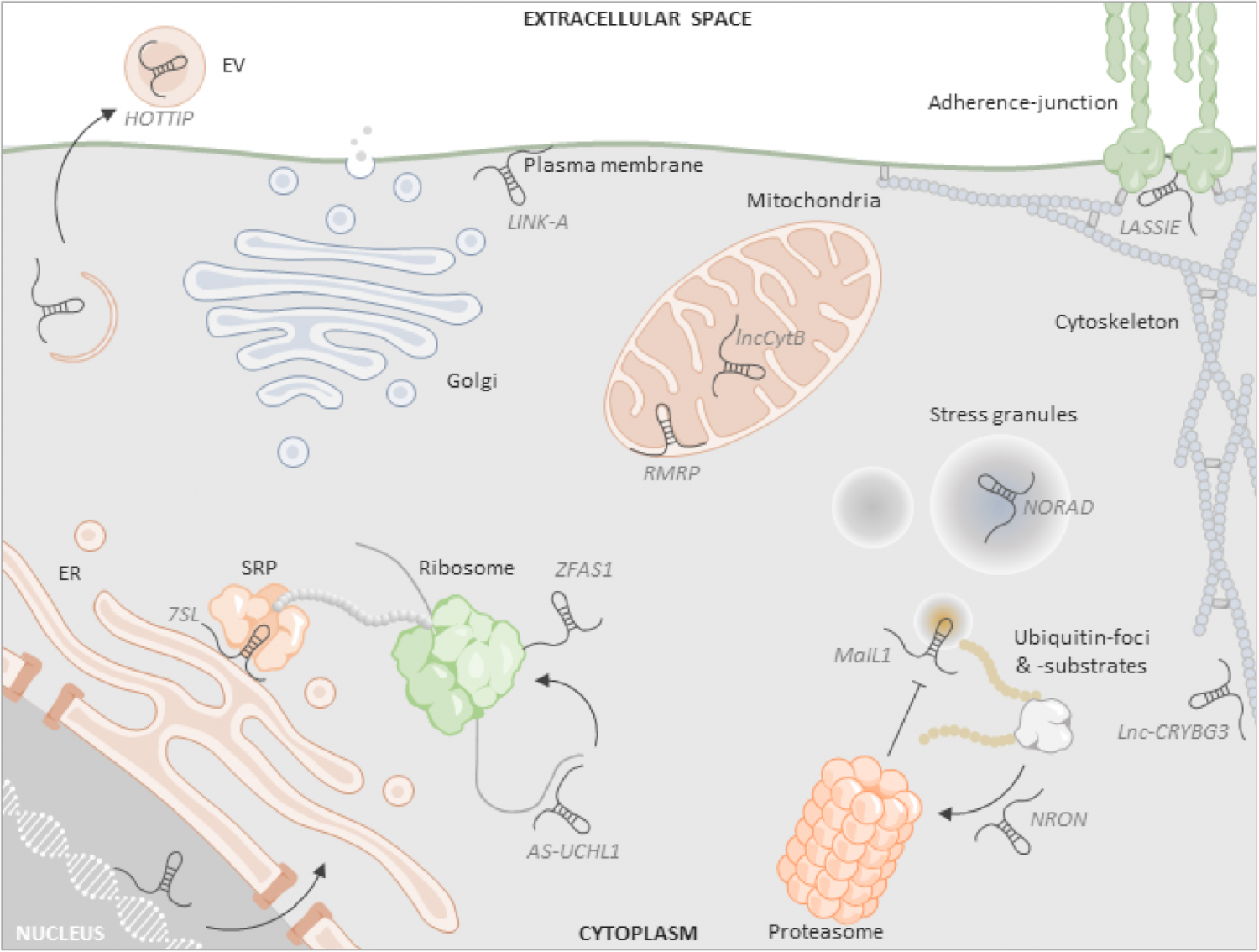 Review Emerging Roles Of Long Noncoding Rnas In The Cytoplasmic Milieu