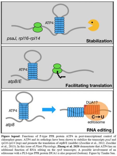 Expanded function of the P-type pentatricopeptide repeat protein ATP4 ...