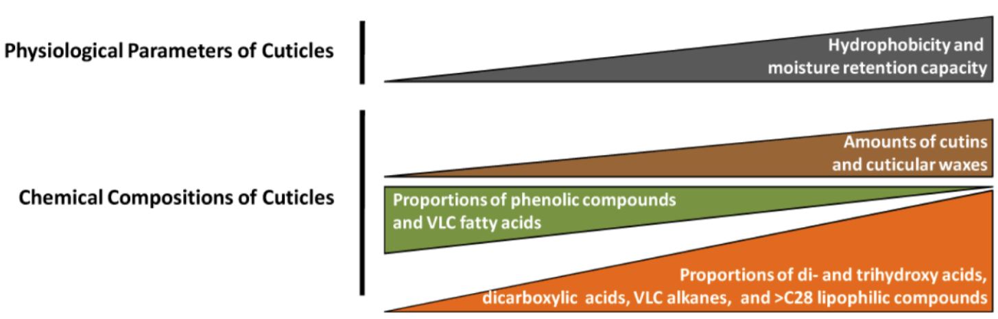 The fat of the land: cuticle formation in terrestrial plants | Plantae