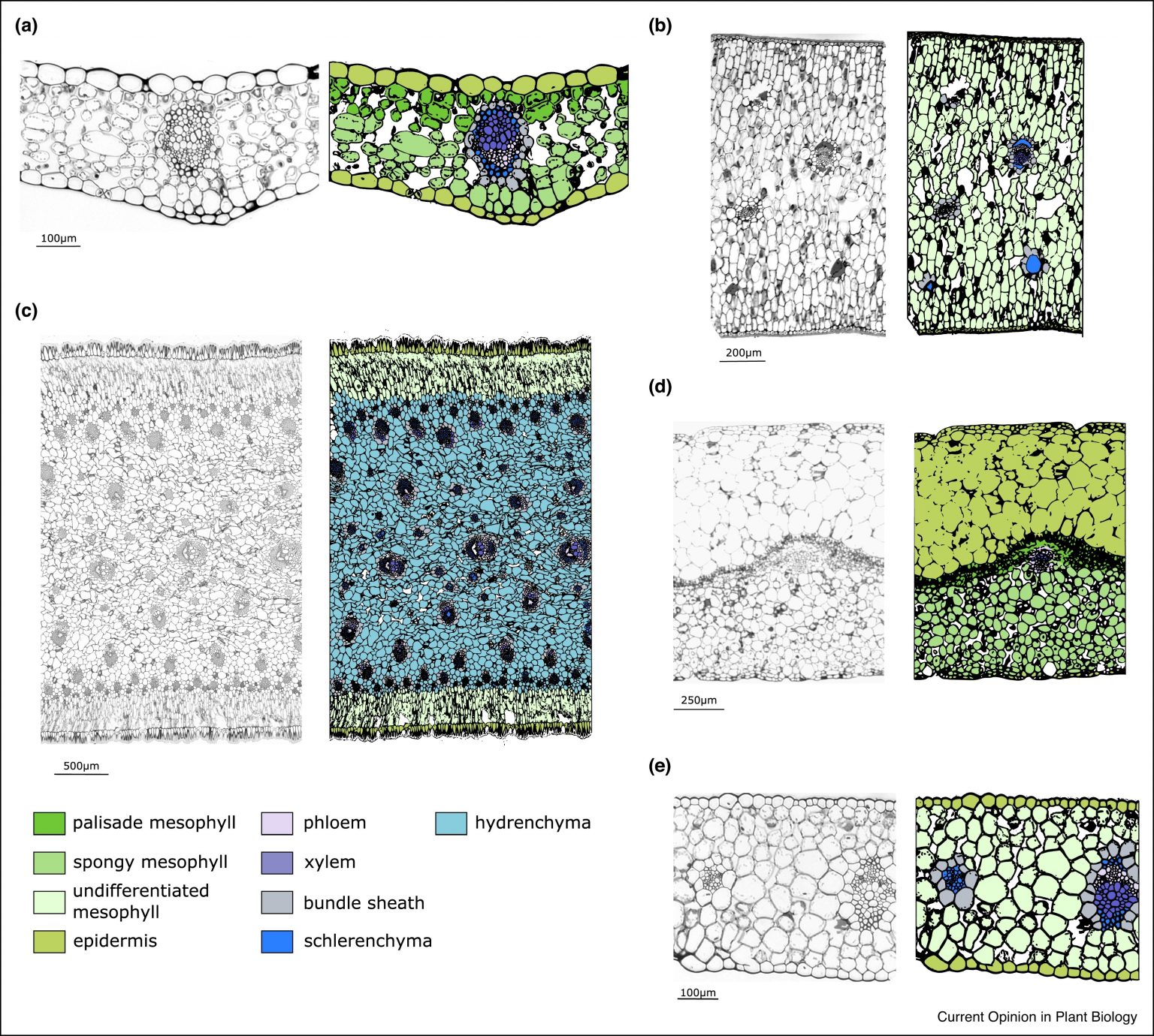 Review: The genetic control of succulent leaf development (COPB) | Plantae