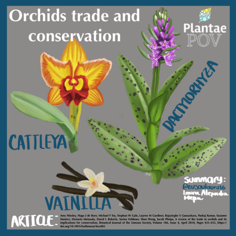 Plant point of view: Echinacea alkamides and microbial friends | Plantae