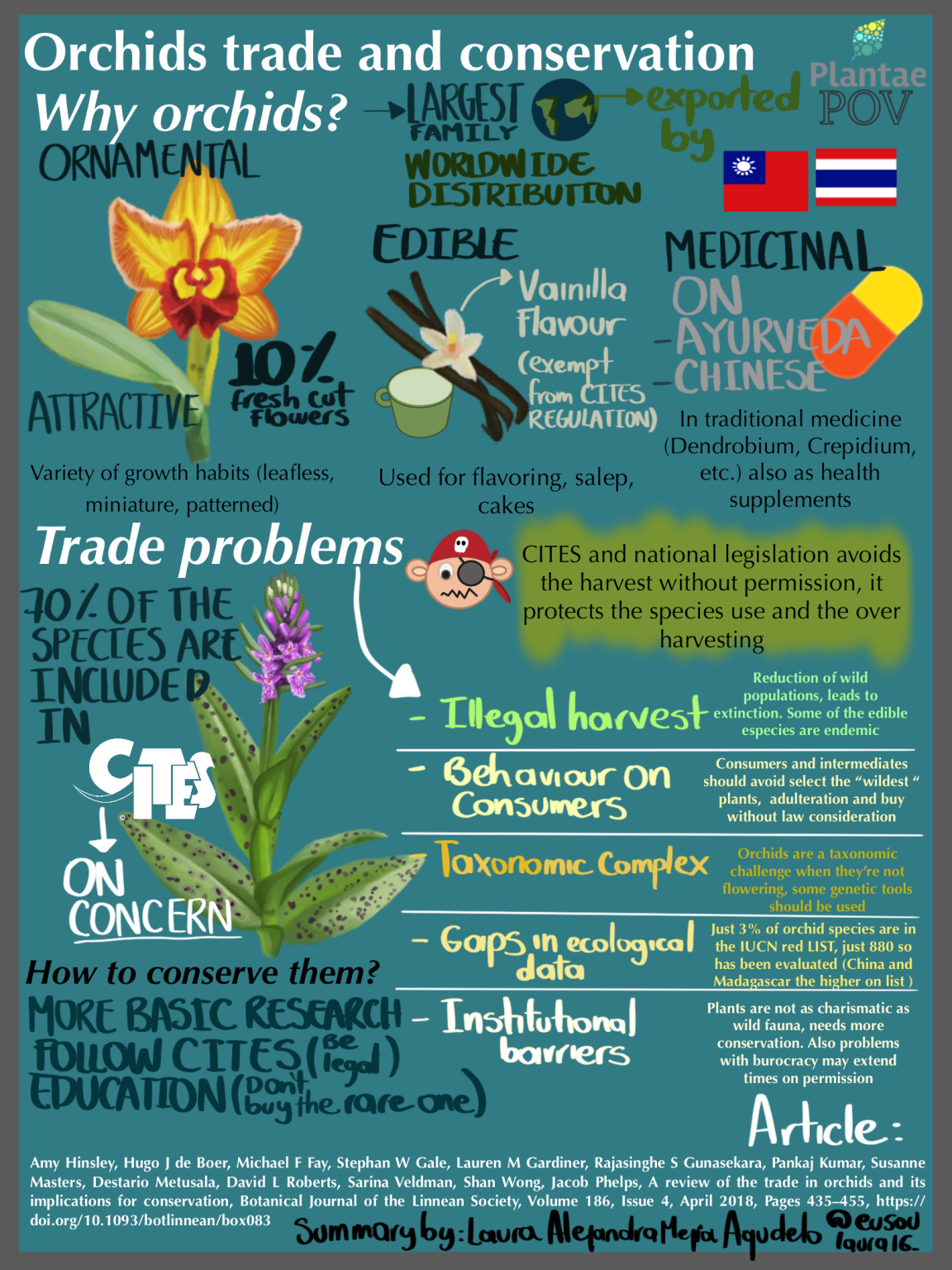 Plant Point of View: Orchids | Plantae
