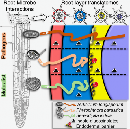 Plant cell layer-specific responses against pathogenic and beneficial ...