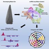 Single-cell RNA sequencing of developing maize ears facilitates ...