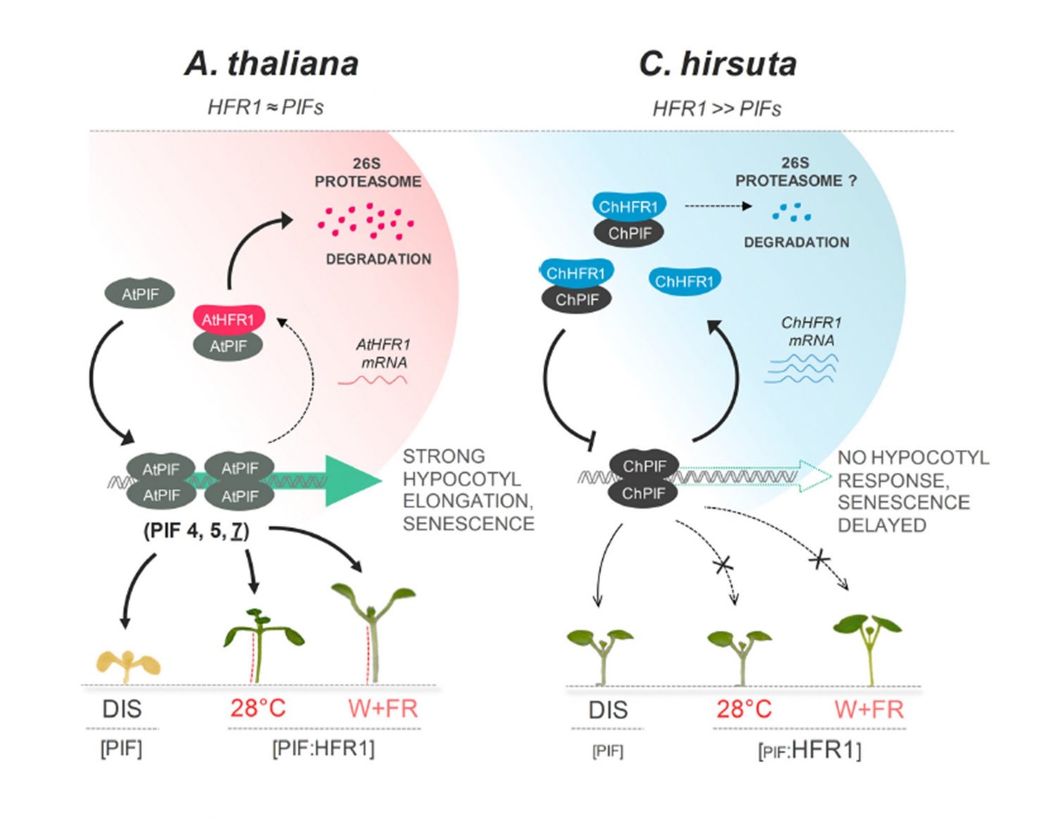 Shade avoidance or shade tolerance? The balancing act of PIF-HFR1 ...