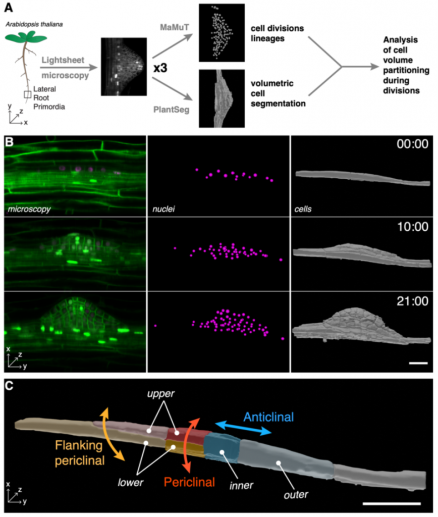 Integration of cell growth and asymmetric division during lateral root ...
