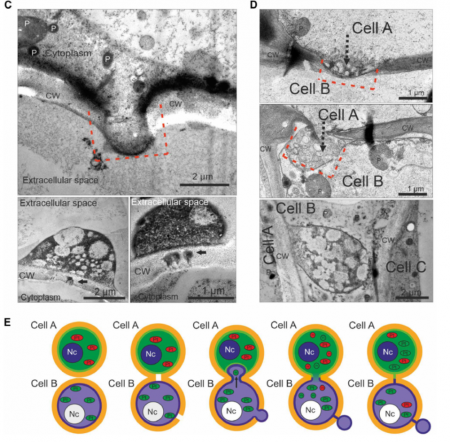Horizontal genome transfer by cell-to-cell travel of whole organelles ...
