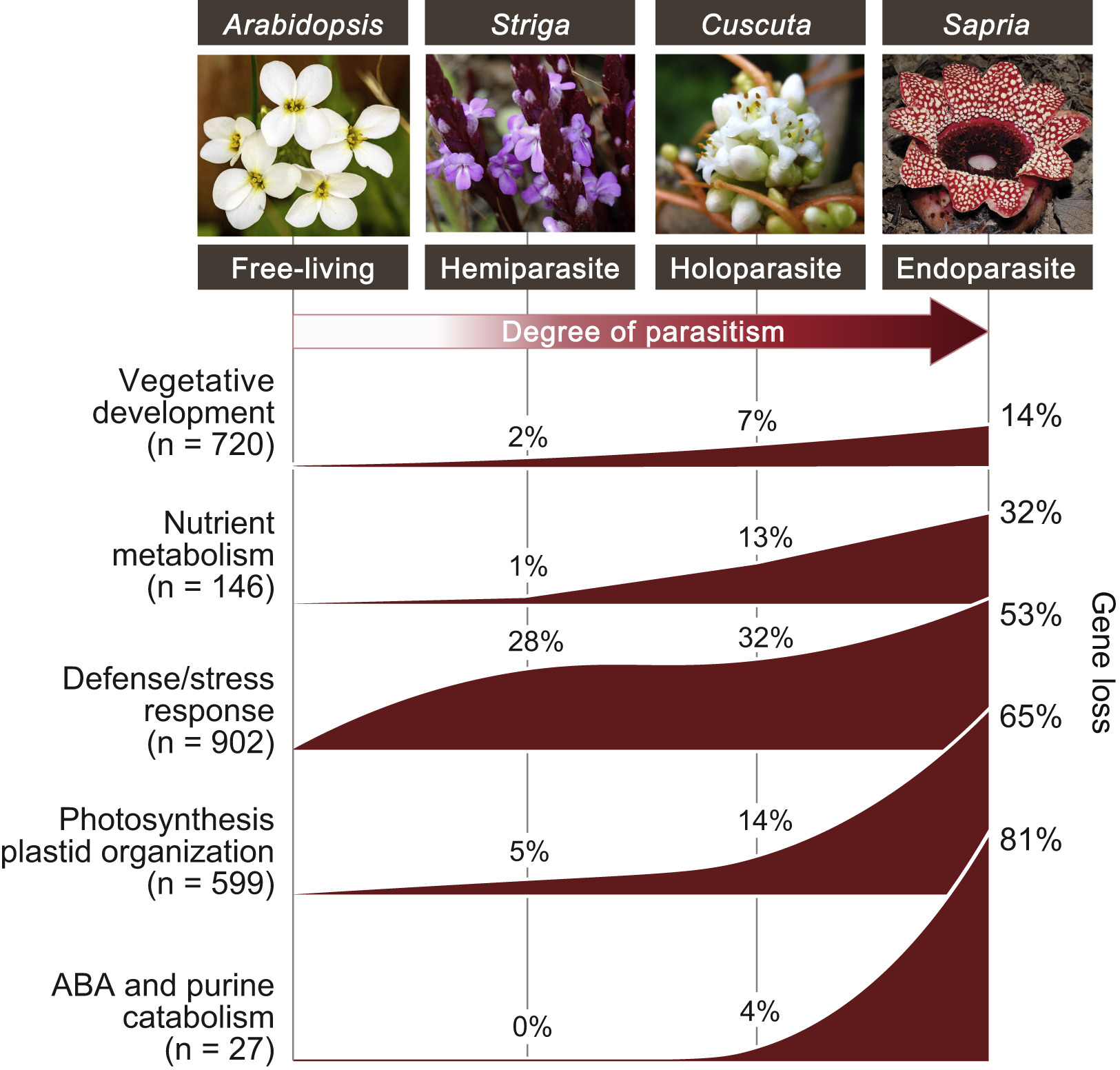Deeply altered genome architecture in the endoparasitic flowering plant ...