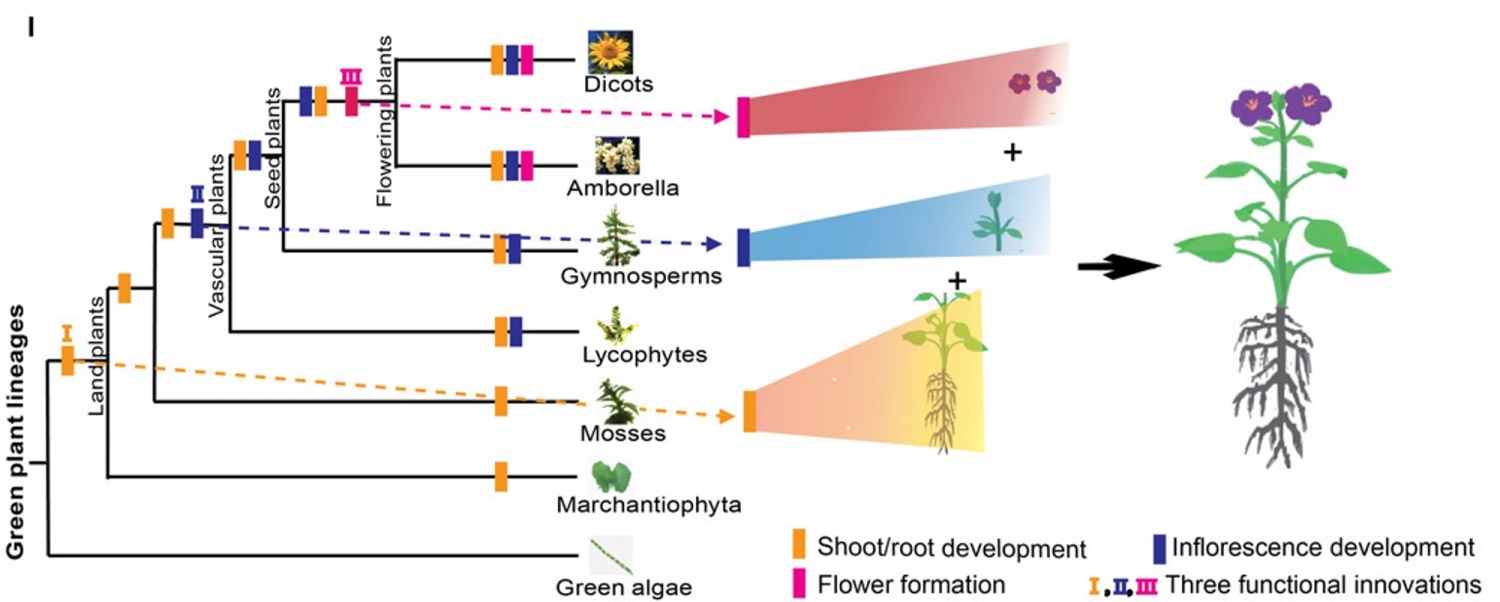 Functional innovations of PIN auxin transporters mark crucial ...