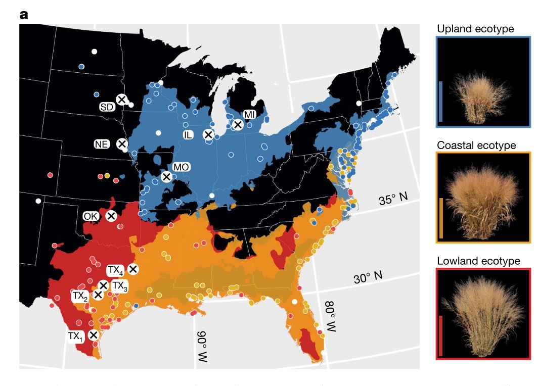 Genomic mechanisms of climate adaptation in polyploid bioenergy ...