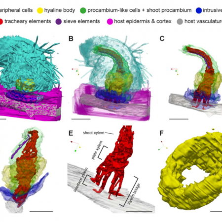 Plantae | Deeply altered genome architecture in the endoparasitic ...