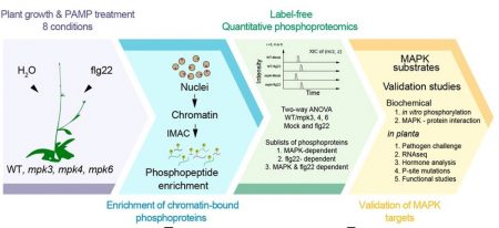 Chromatin phosphoproteomics identifies an AT-hook motif protein ...