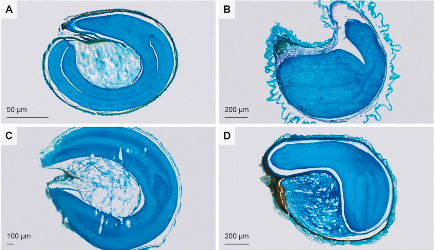 Evolution and ecology of seed internal morphology in relation to ...