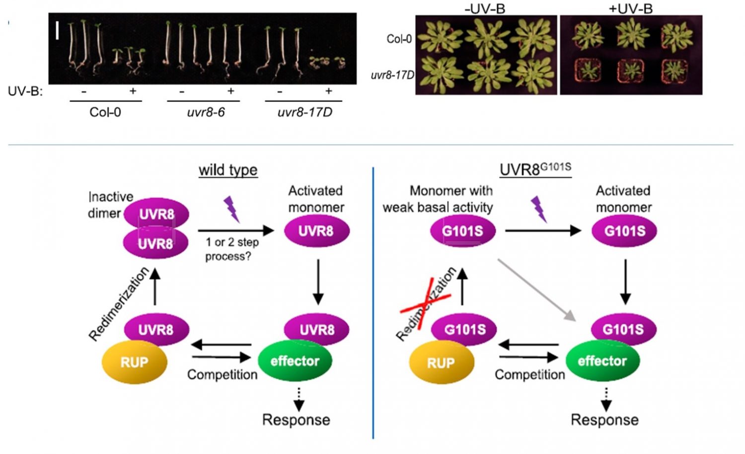 A novel hyperactive UVR8 variant for enhanced UV-B responses (PNAS ...