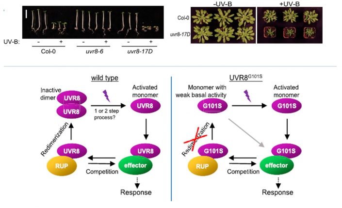 A novel hyperactive UVR8 variant for enhanced UV-B responses (PNAS ...