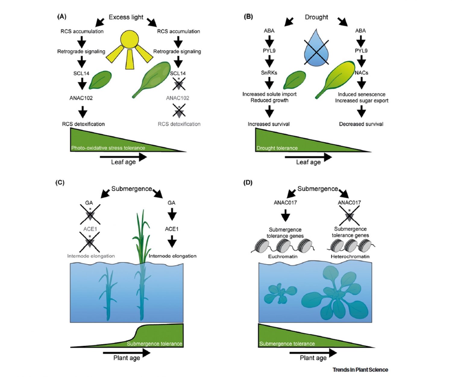 Plant Science Research Weekly: February 4, 2021 | Plantae