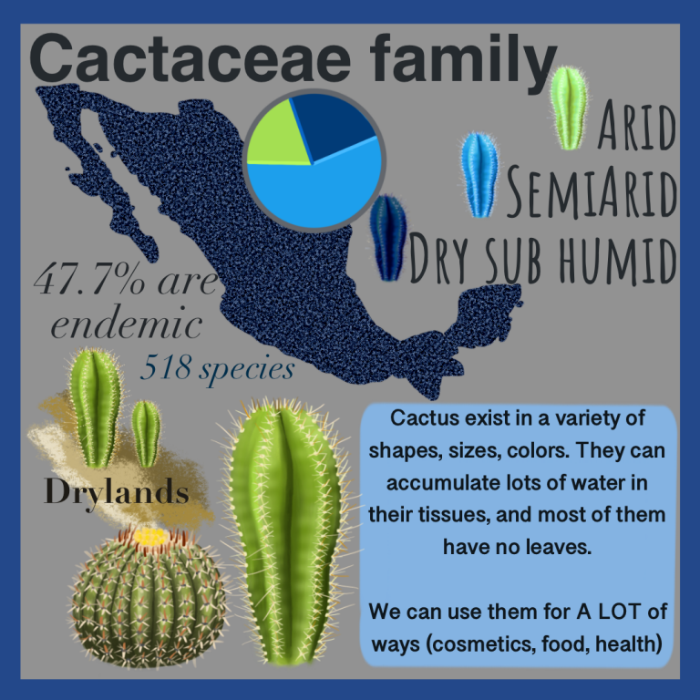 Plant point of view: Cactaceae | Plantae