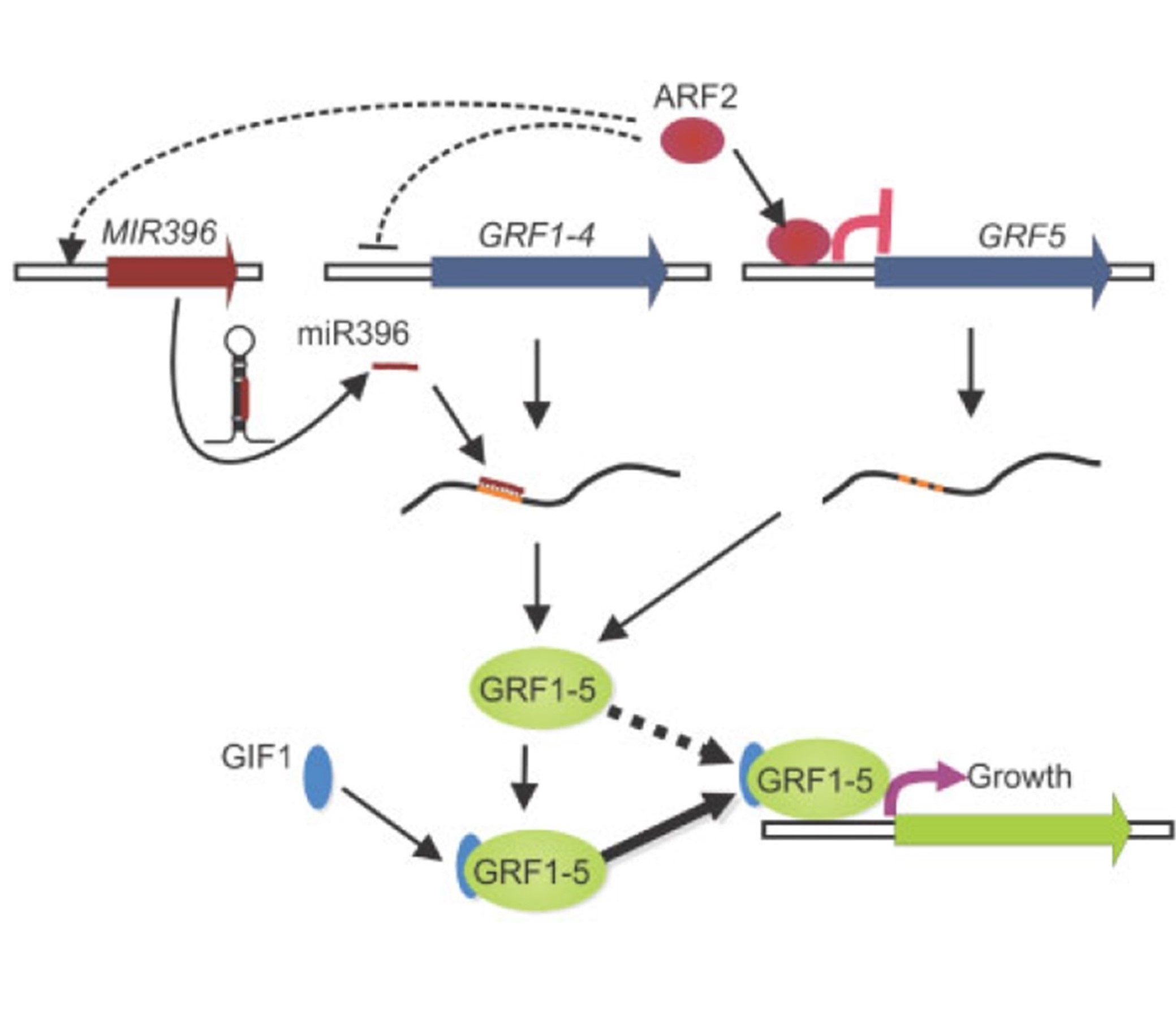 A complementary mechanism to the microRNA-mediated control of leaf size ...