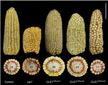 Enhancing grain-yield-related traits by CRISPR-Cas9 promoter editing of ...