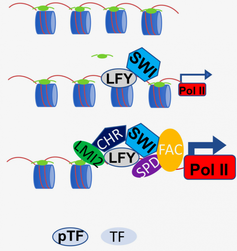 LEAFY is a pioneer transcription factor and licenses cell reprogramming ...