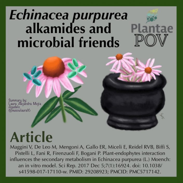Plant point of view: Echinacea alkamides and microbial friends | Plantae