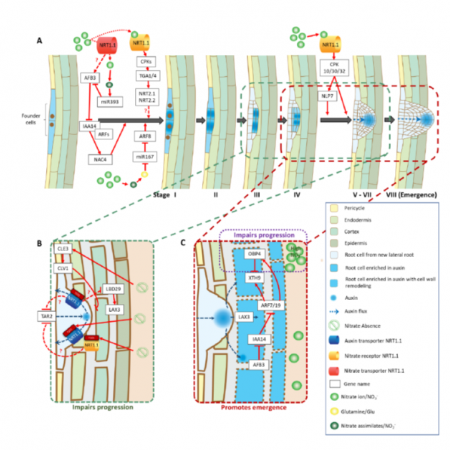 Plantae | Lateral inhibition by a peptide hormone-receptor cascade ...