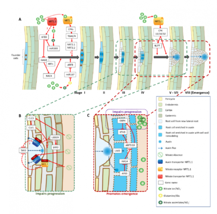 Update: Lateral root formation and nutrients: nitrogen in the spotlight ...