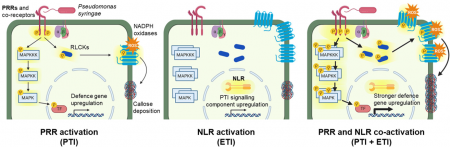 Not PTI or ETI: PTI and ETI (Nature) | Plantae