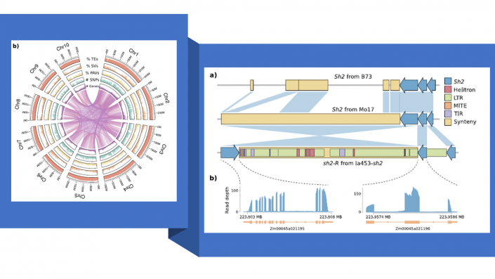 Genome assembly and population genomic analysis provide insights into ...