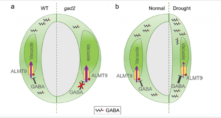 GABA signalling modulates stomatal opening to enhance plant water use ...