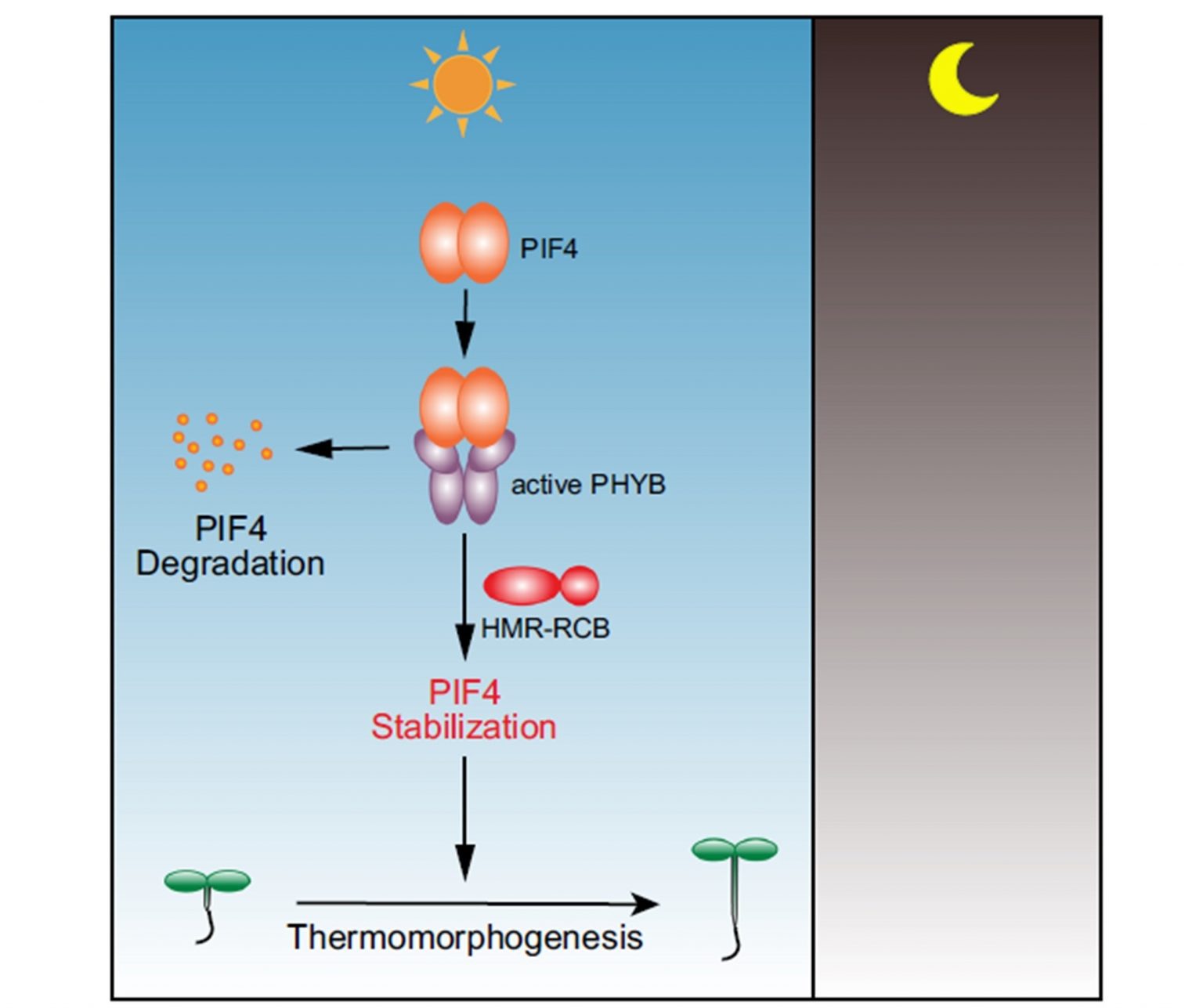 Plant Science Research Weekly: April 16, 2021 | Plantae
