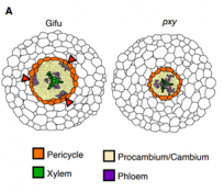 Natural variation identifies a Pxy gene controlling vascular ...