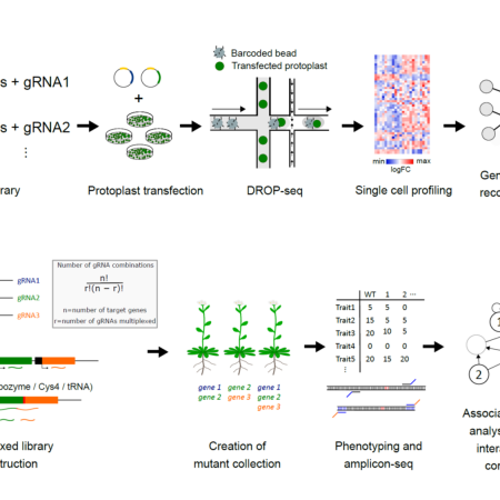 Enhancing grain-yield-related traits by CRISPR-Cas9 promoter editing of ...