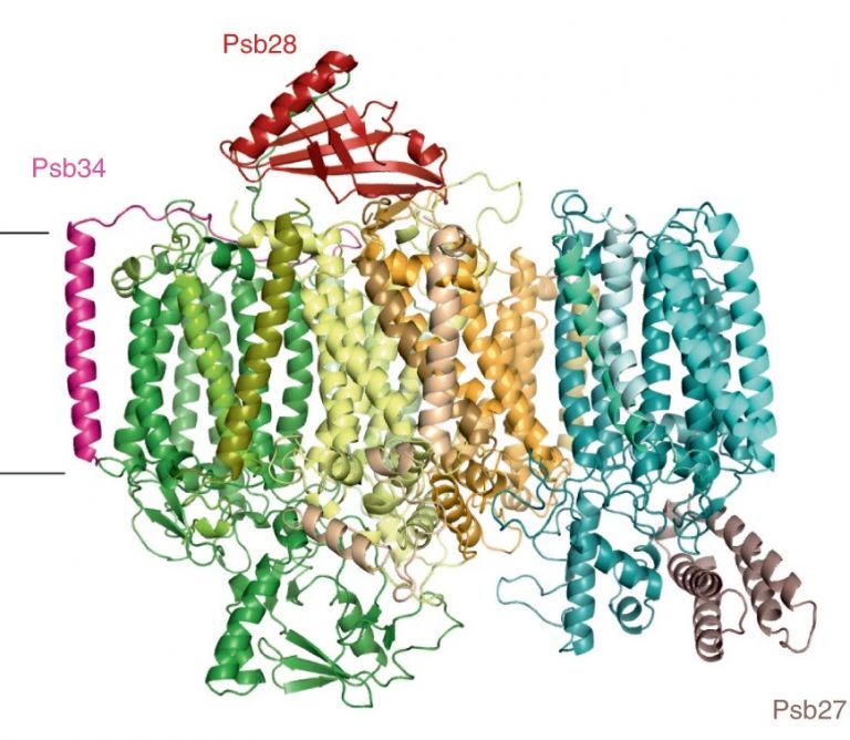 Structural insights into photosystem II assembly (Nature Plants) | Plantae
