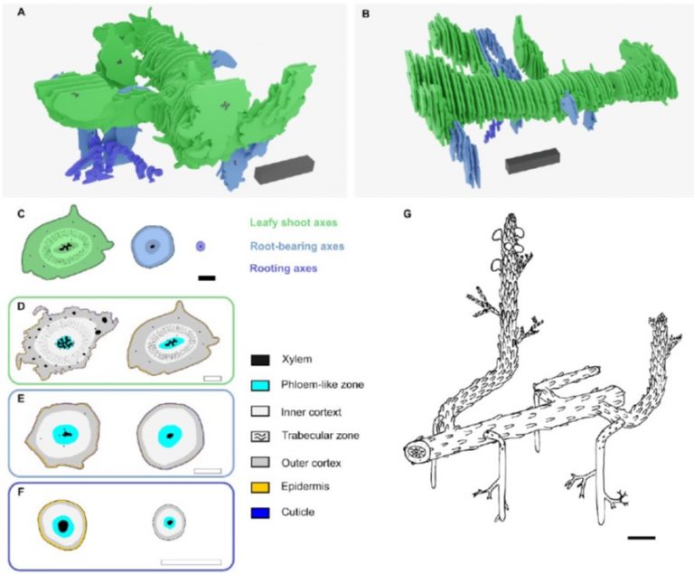 An evidence-based 3D reconstruction of Asteroxylon mackiei, the most ...