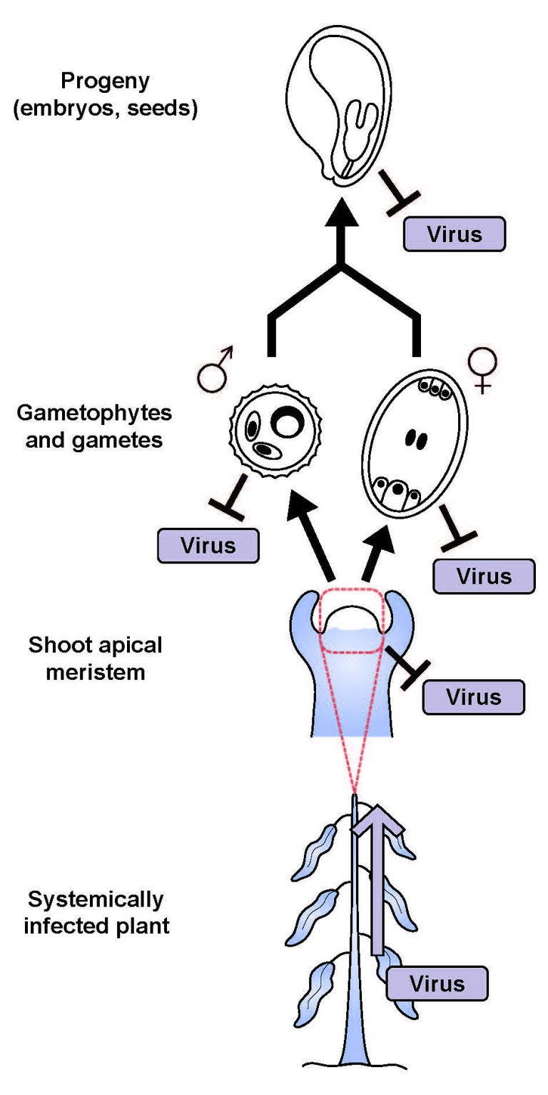 Review. Under siege: virus control in plant meristems and progeny ...