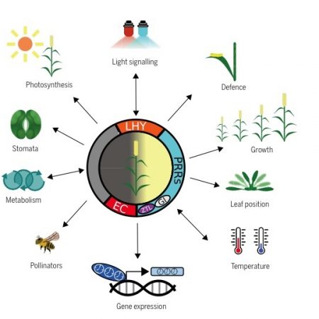 Plantae | Plant Science Research Weekly | Plantae