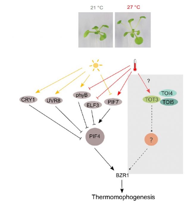 A TOTally new pathway regulating thermomorphogenesis (Nature Comms ...