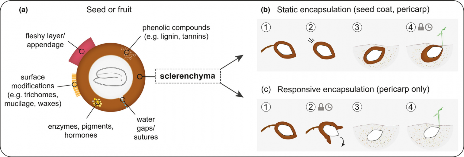 Review: Functional packaging of seeds (New Phytol.) | Plantae