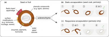 Review: Functional packaging of seeds (New Phytol.) | Plantae