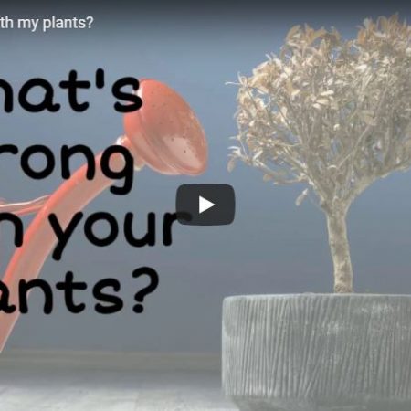 Plantae | Informational Interview with Professor David Parrott ...