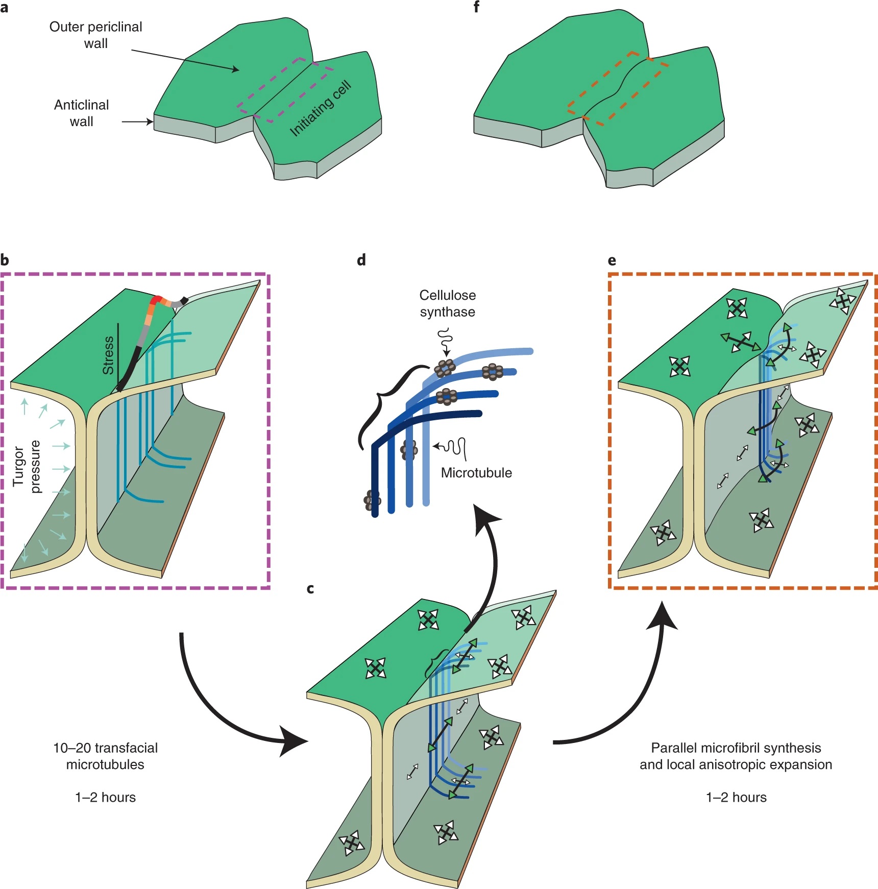 Real-time conversion of tissue-scale mechanical forces into an ...