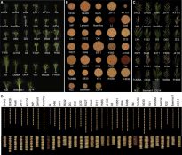 Pan-genome analysis of 33 genetically diverse rice accessions reveals ...