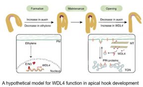 The role of the microtubule-associated protein WDL4 in apical hook ...