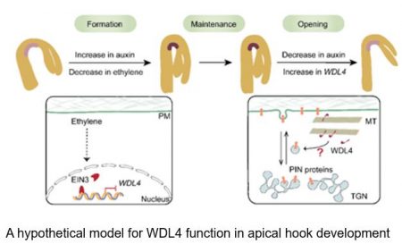 The role of the microtubule-associated protein WDL4 in apical hook ...