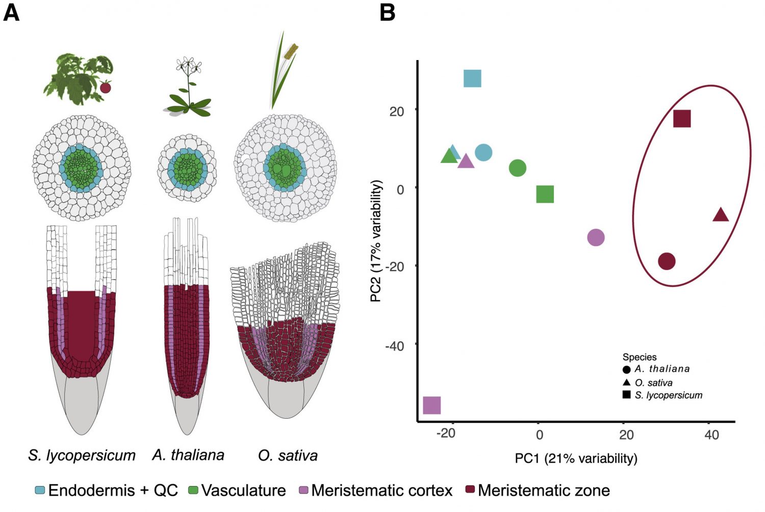 Innovation, conservation, and repurposing of gene function in root cell ...