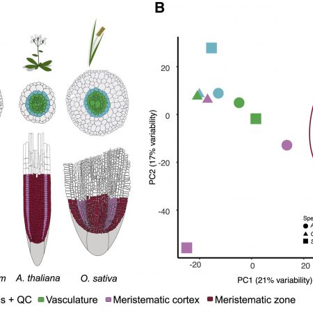 Plantae | Symplastic coordination of root nodule development (Curr ...